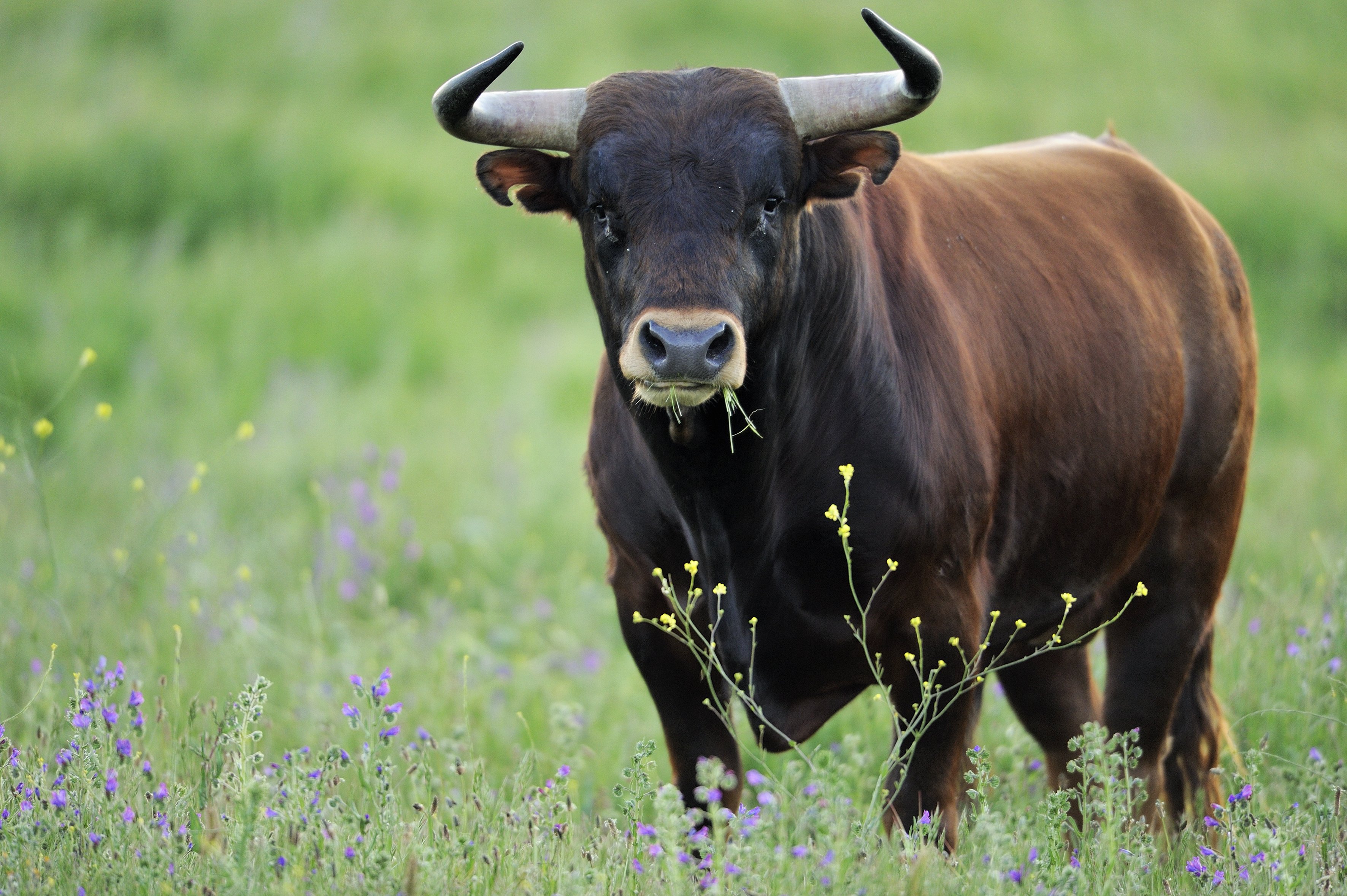 Vaches Veau Moutons Page 42 Vaches Veau Moutons Page 42
